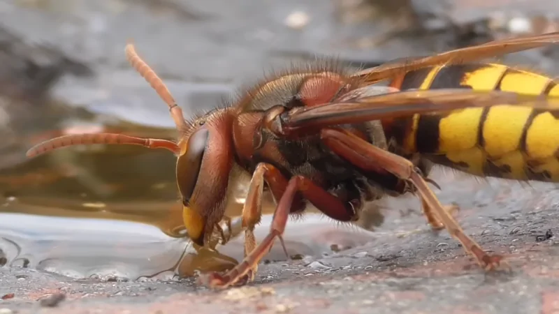 What Bugs Are Iowans Seeing? - Iowa Watch