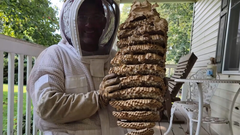 How to Identify and Deal with Hornets in Iowa