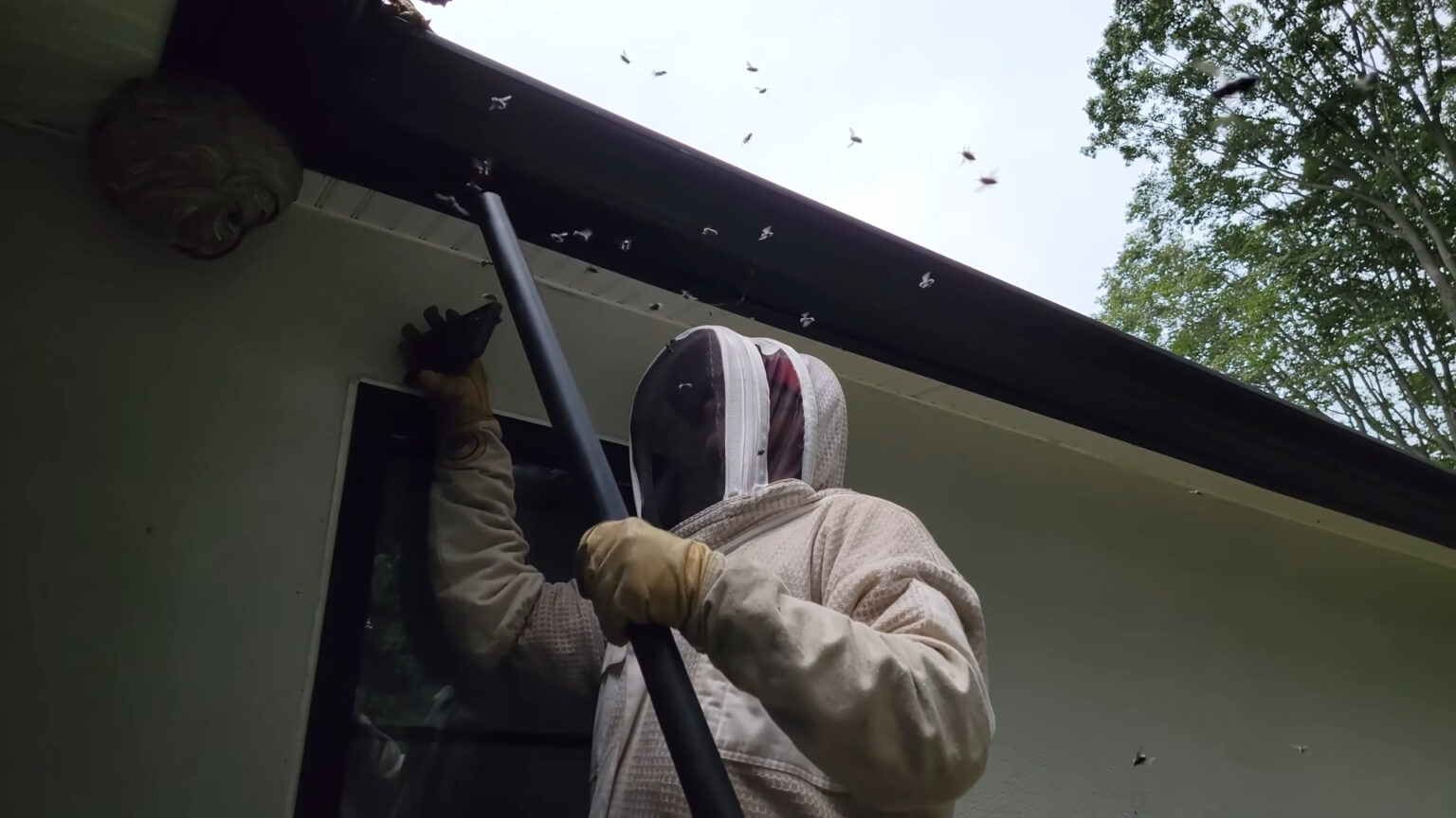 How to Identify and Deal with Hornets in Iowa