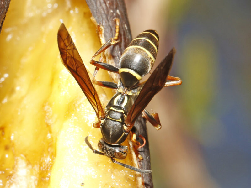 7 Wasp Species in Iowa and How to Identify Them - Iowa Watch