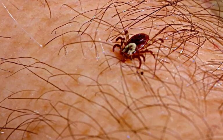 3 Common Tick Species in Iowa and the Diseases They Spread