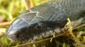 10 Common Snakes Found in Iowa and How to Identify Them