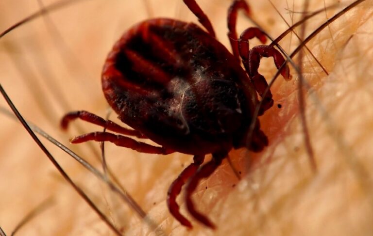 3 Common Tick Species in Iowa and the Diseases They Spread