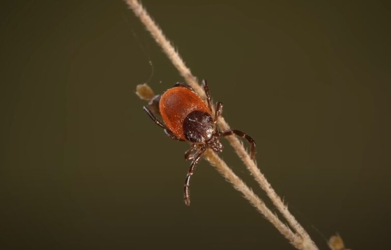 3 Common Tick Species in Iowa and the Diseases They Spread
