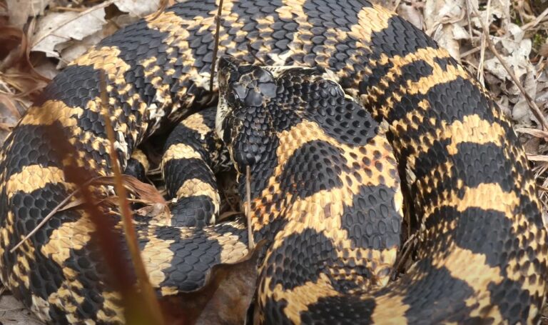 10 Common Snakes Found in Iowa and How to Identify Them