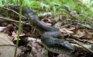 10 Common Snakes Found in Iowa and How to Identify Them