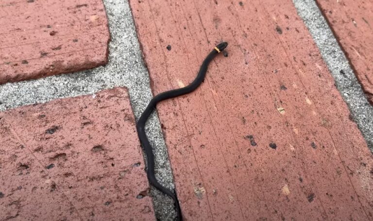 10 Common Snakes Found in Iowa and How to Identify Them