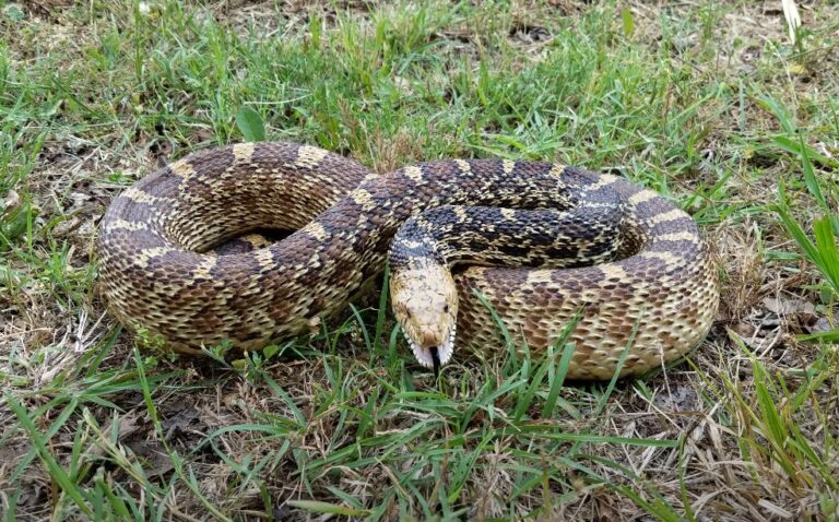 10 Common Snakes Found in Iowa and How to Identify Them